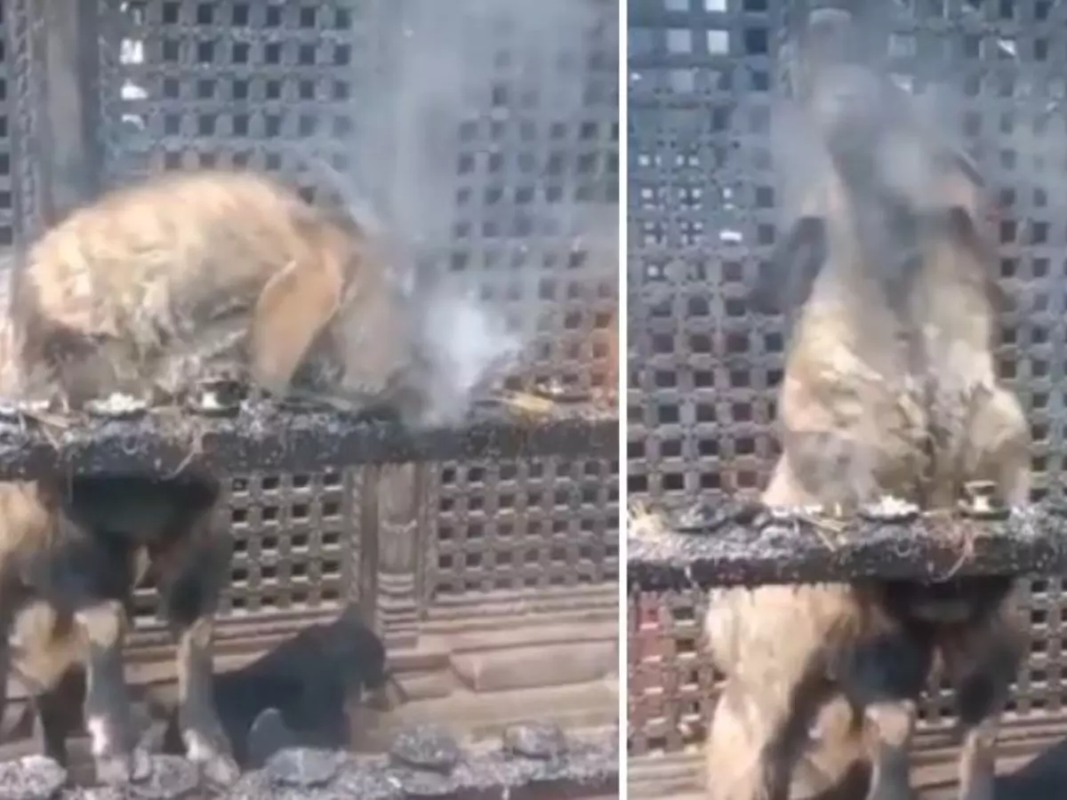 Watch: Video of Goat Enhaling and Exhaling Incense Smoke Goes Viral ...